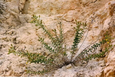 Matricos rangas: skaičiavimas ir taikymas